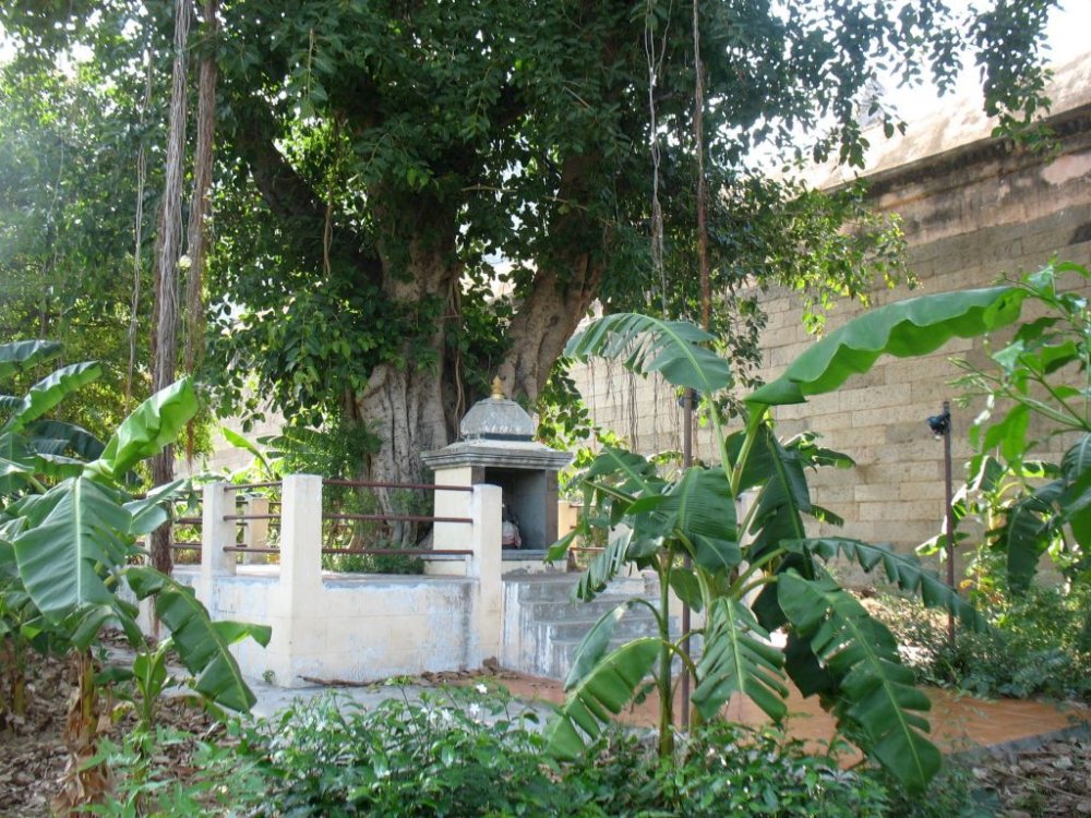 Tamilnadu Tourism: Annamalaiyar Temple – Fifth Prakaram – Banyan Tree ...