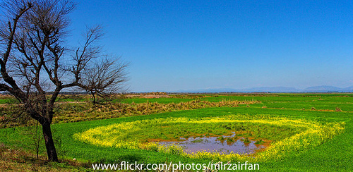 SULEHRI`S SECRETARIAT: CHAWINDA,"GRAVEYARD OF TANKS" TEHSIL PASRUR ...