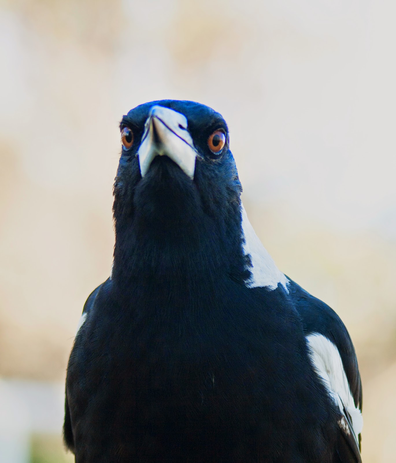 Wildlife of the Hunter Valley: Ahhh, Australian magpies
