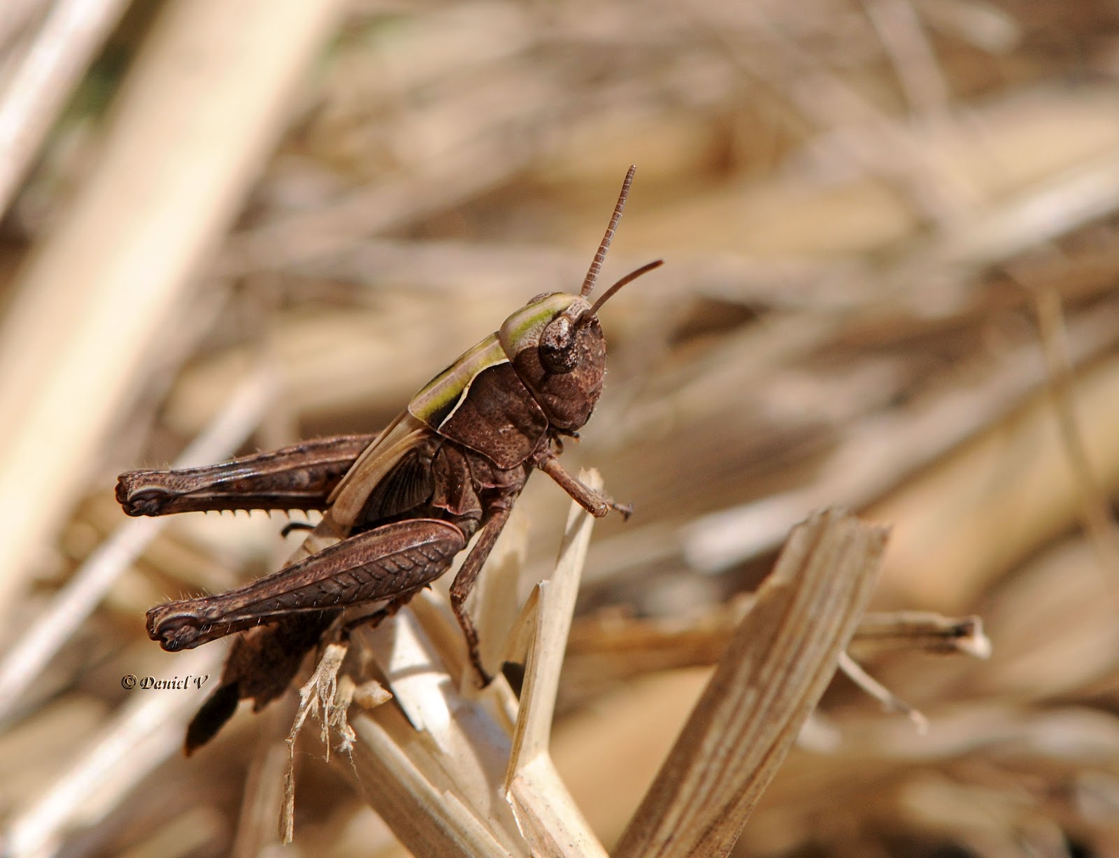 Macrophoto plaisir passion: Criquet (juvénile?): criquet noir-ébène ...