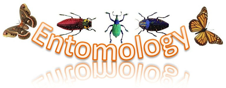 Entomologi - Informasi Serangga