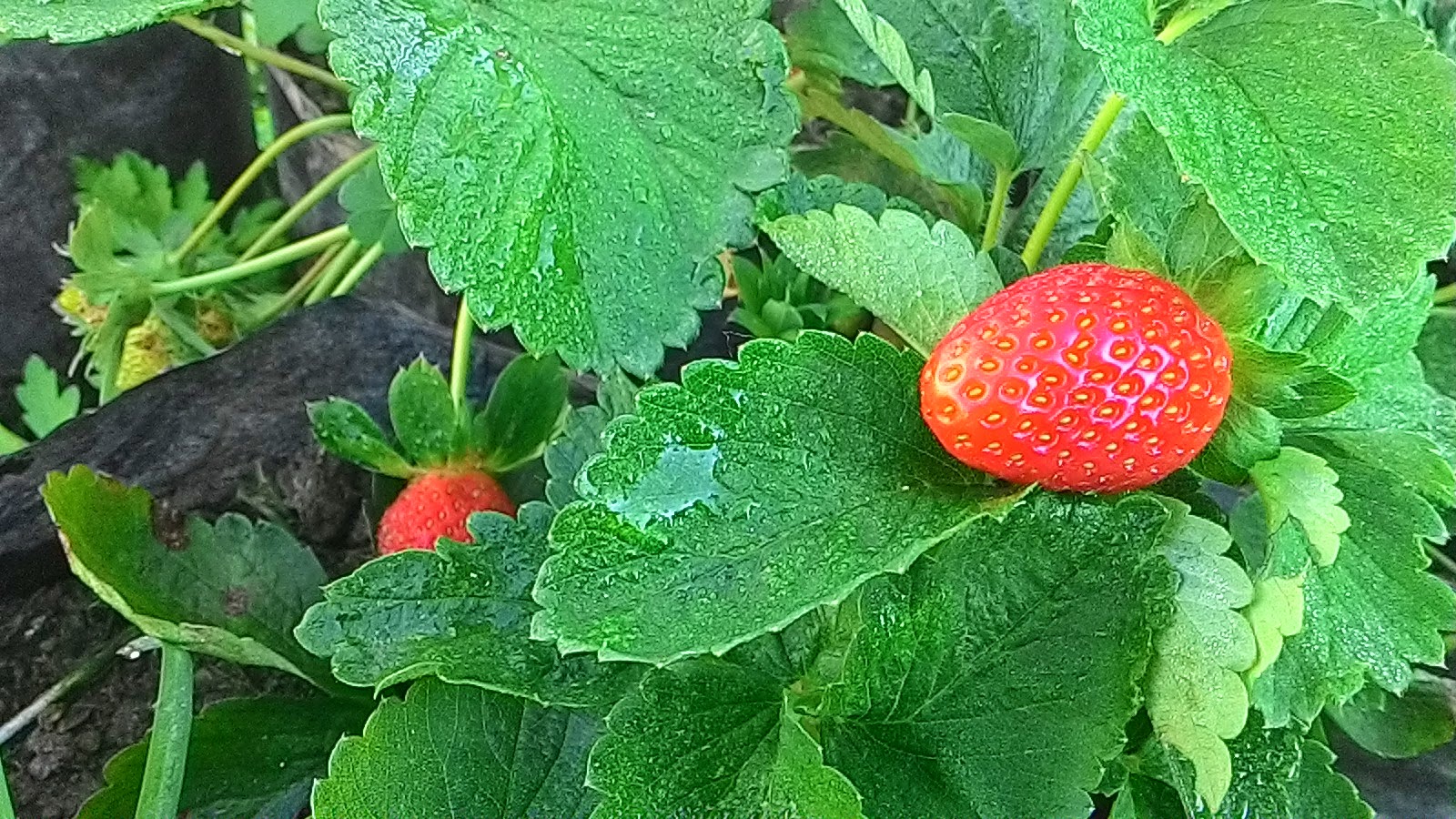 Kebun Stroberi Ada Juga Di Magelang ~ Halia Putra