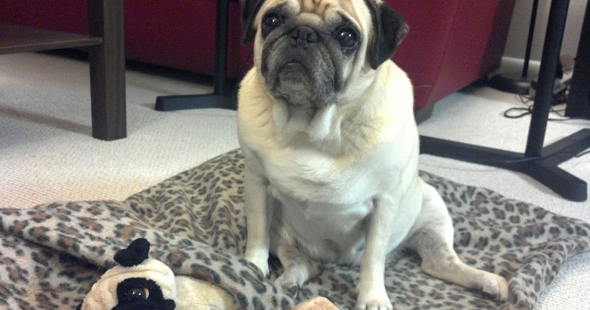 Lil Smug Pug: Internet Madness, Pug Photos, and New Harness - Yippee!