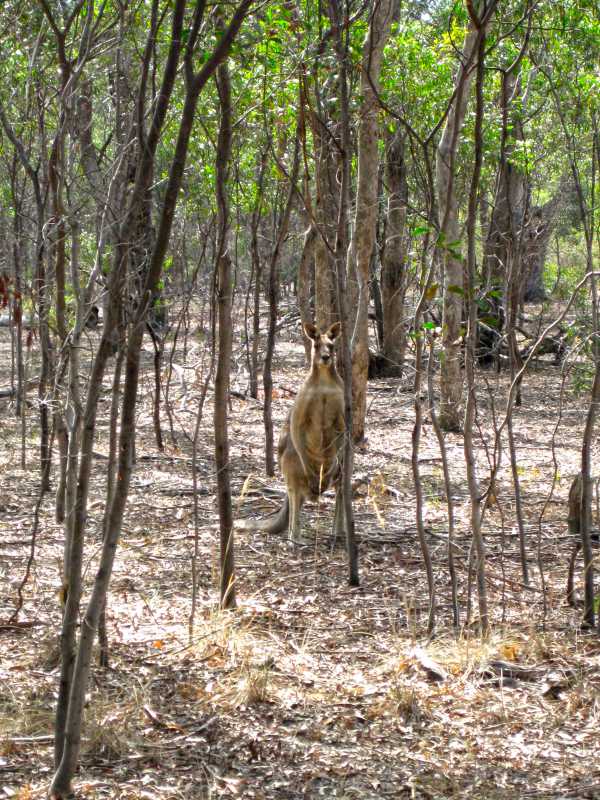 The Travelling Lindfields: The 17 best places to see Australian animals ...