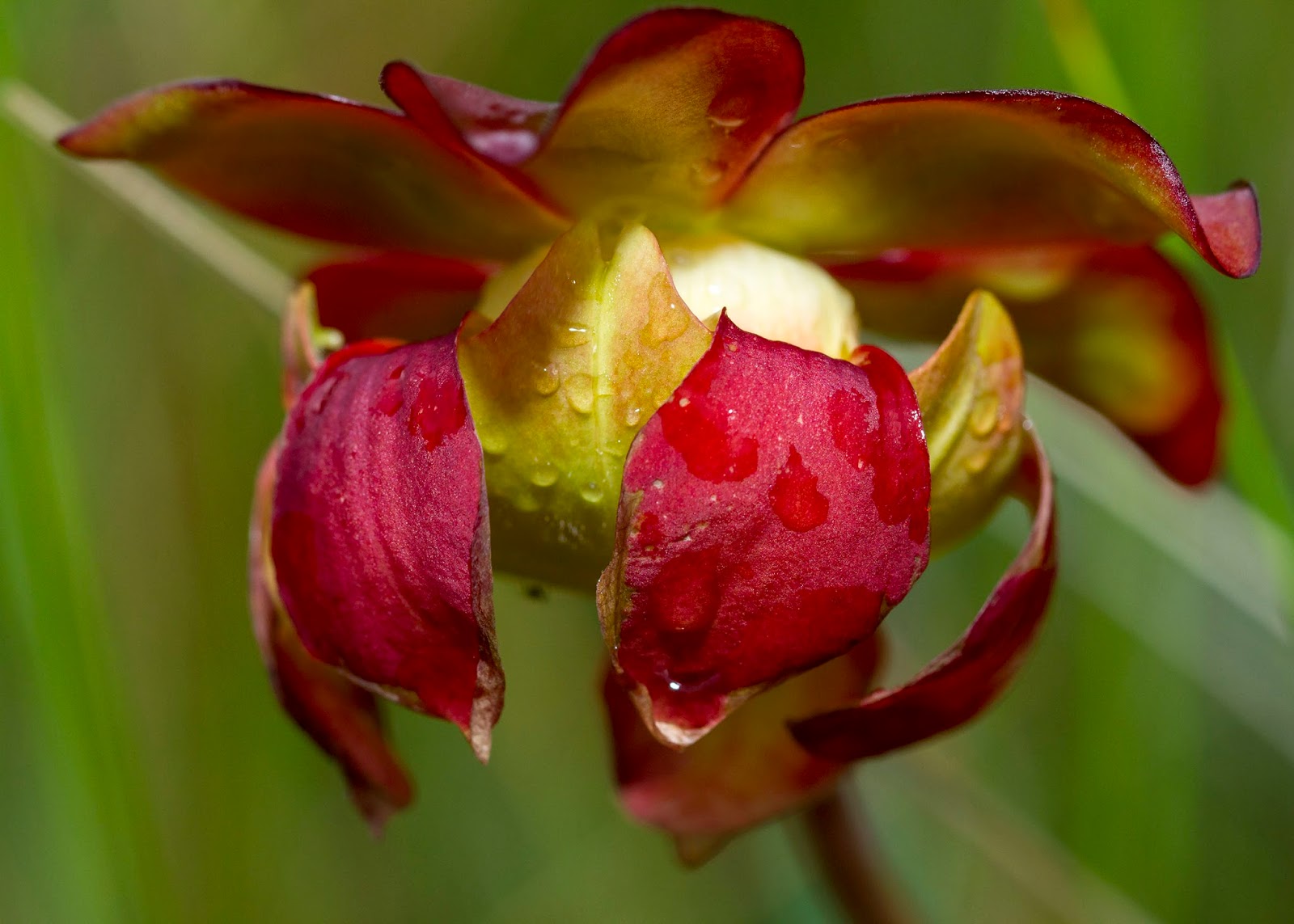 SPEED OF A PLANT: Wisconsin Orchids 2017