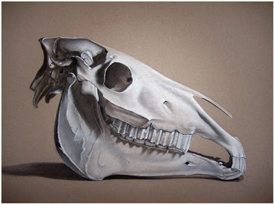 Mecanismos de Control en Boca y Cabeza en el Equino. Primera Parte.