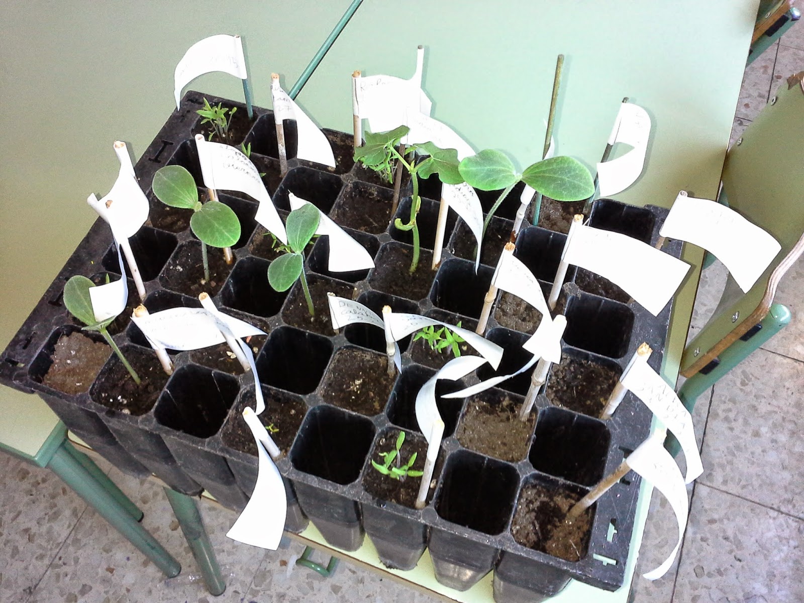 Primeros Luis Palacios: Así evoluciona el semillero