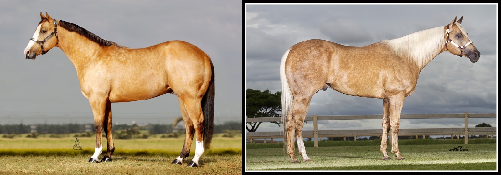 Um pouco sobre pelagens: Gene Modificador Sooty