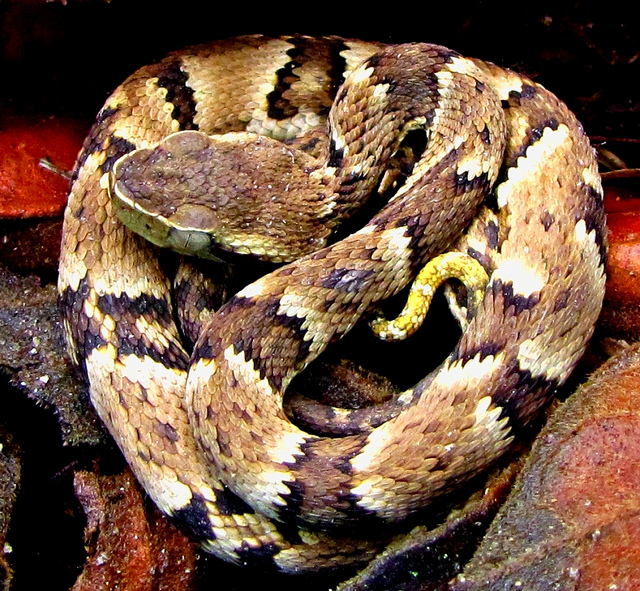 El ojo del buitre: Serpientes - Jararaca (Bothrops jararaca)