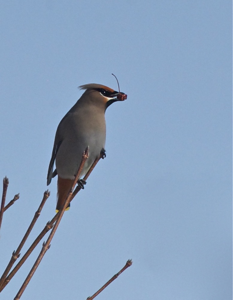 Bill of the Birds on Blogspot: My Bird of the Year, Part 2