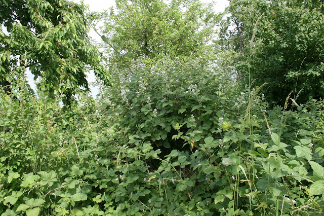 Cultiver avec les Ronces.