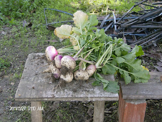 A HORTA DO JOÃO: Nabos