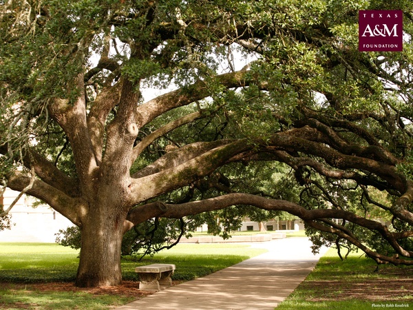 Chasing Roots: Tradition: Century Tree