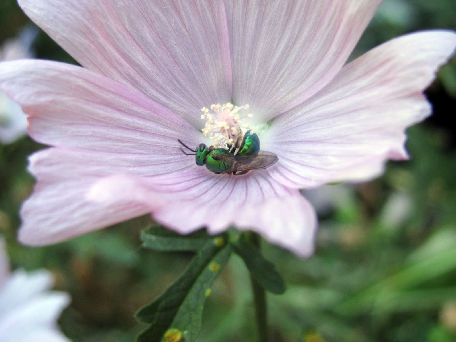 curving back: metallic green bee