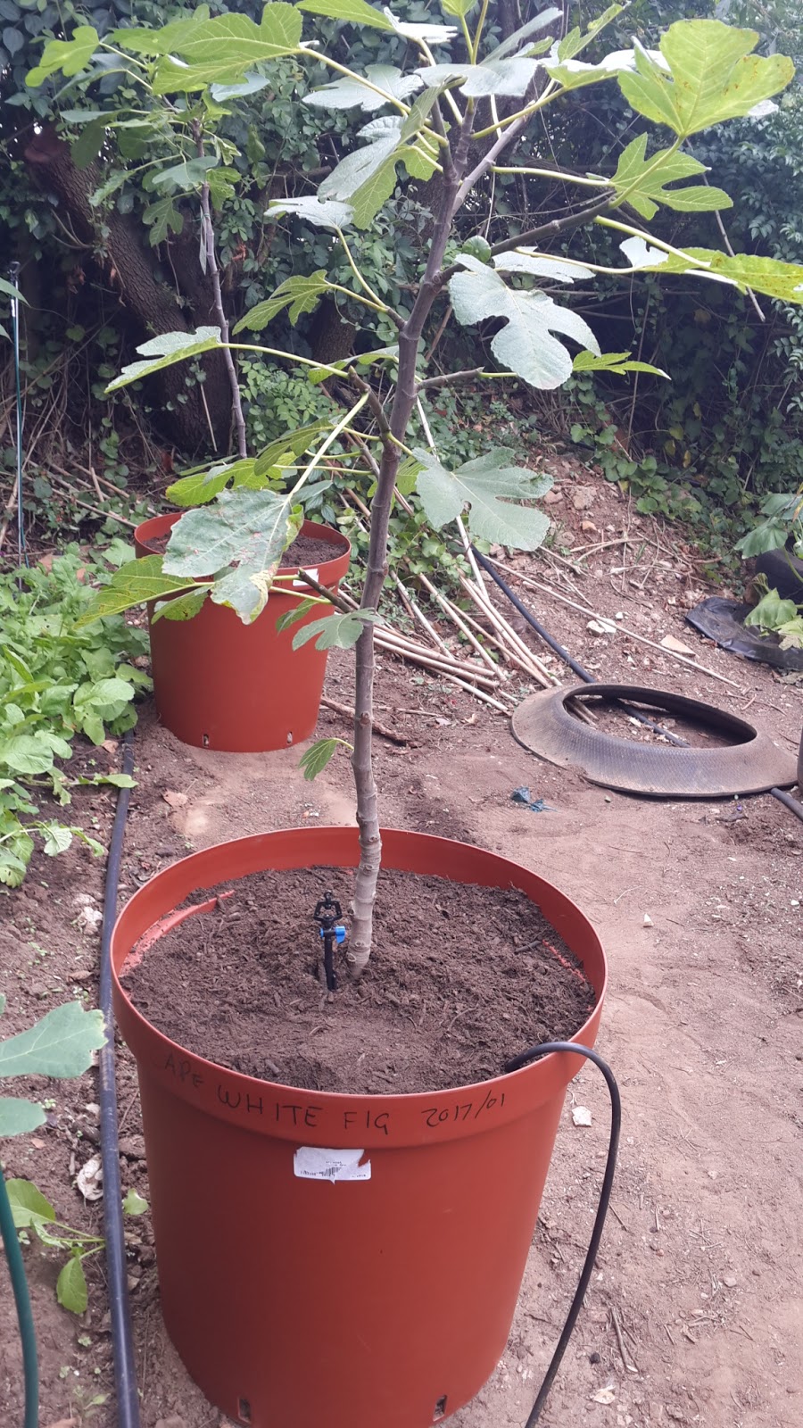 Jacot's Garden: Cape White fig tree [Blanche or White Marseilles]
