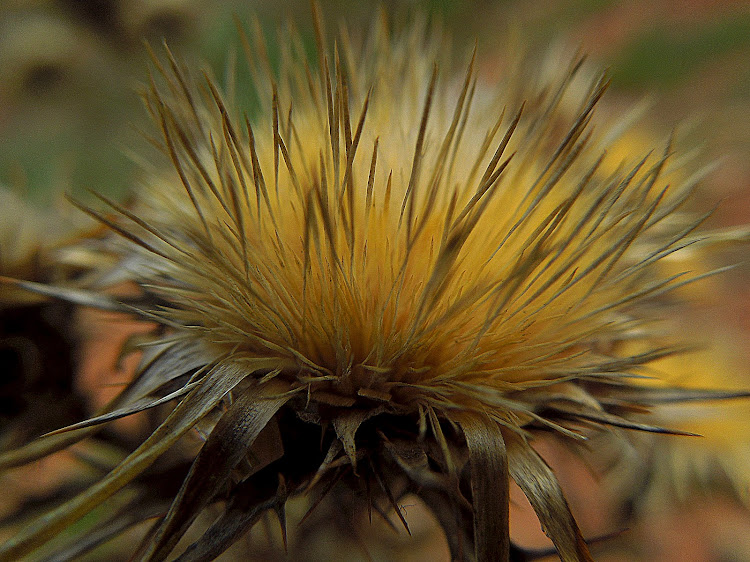 Montse Fotoblog: Cardos