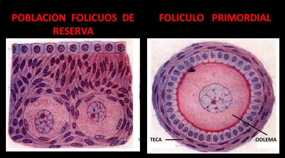 MANUAL DE REPRODUCCION BOVINA: EMBRIOLOGIA