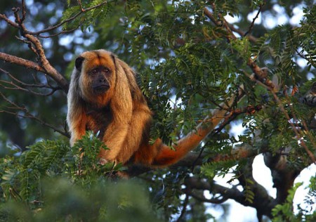 I Love Nature - Flores do Brasil: Bugio