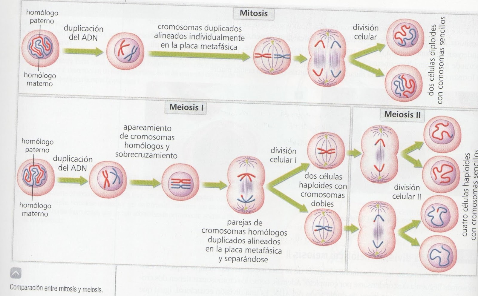 BiologÍa Y GeologÍa En El Colegio AlemÁn De Sevilla Mitosis Y Meiosis