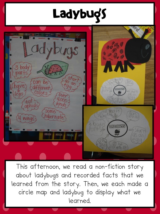 Ladybugs! - Primary Press