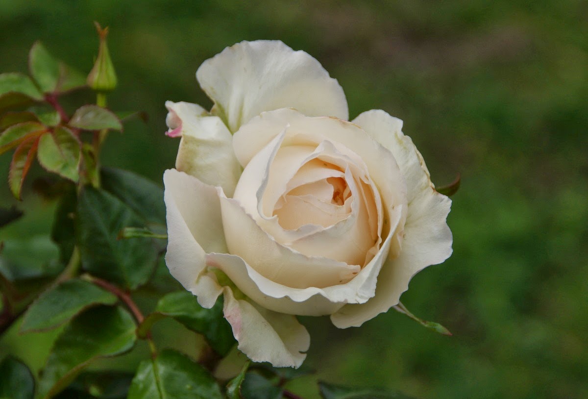 Organic Garden Dreams: February Roses