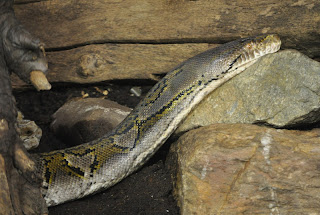 ZOOTOGRAFIANDO (6.100 ANIMALS): PITÓN RETICULADA / RETICULATED PYTHON ...