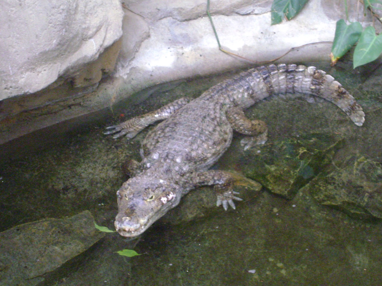 EL MUNDO ANIMAL: EL CAIMAN