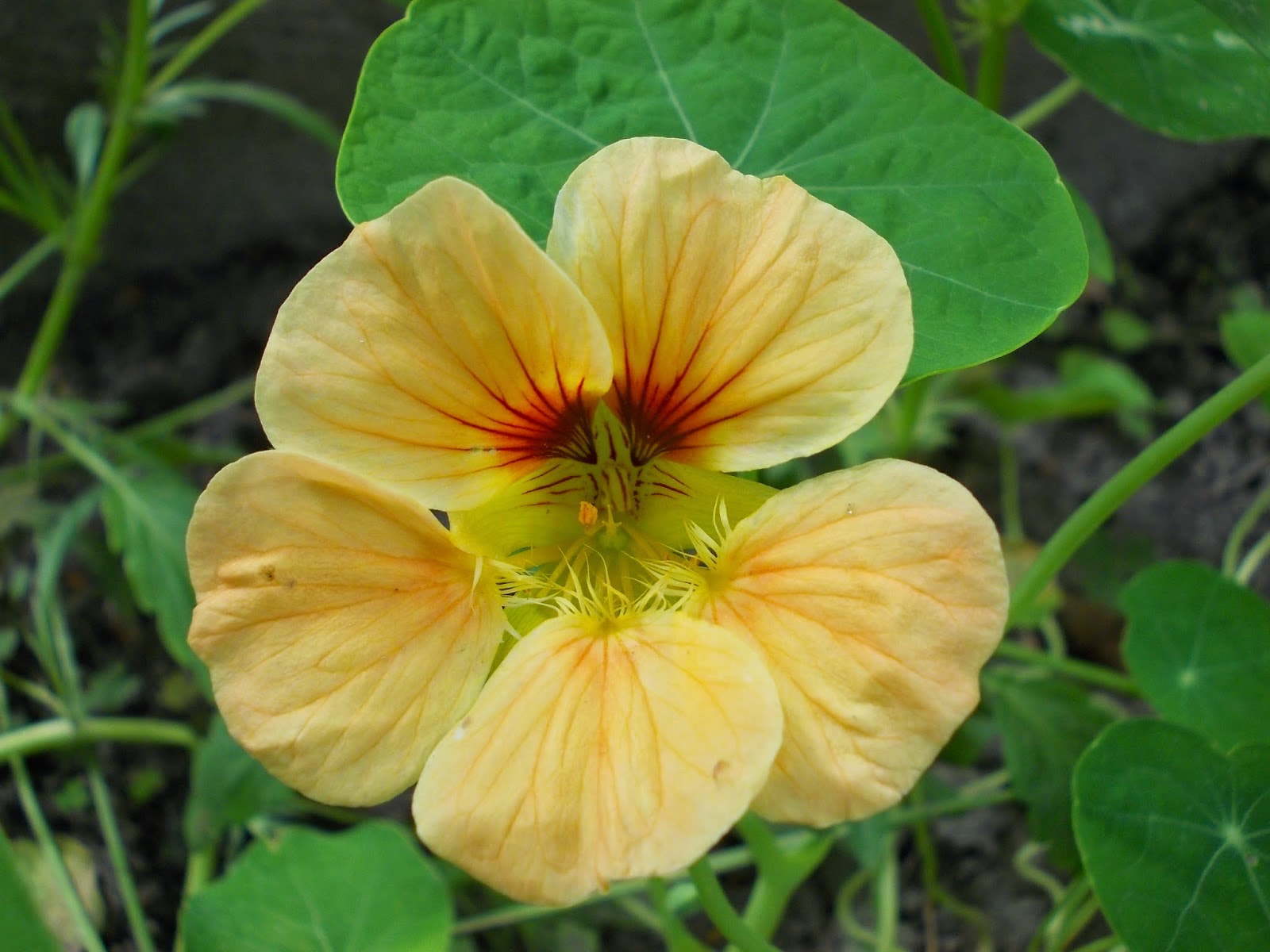 Susie cu ochii negri: Florile Toamnei