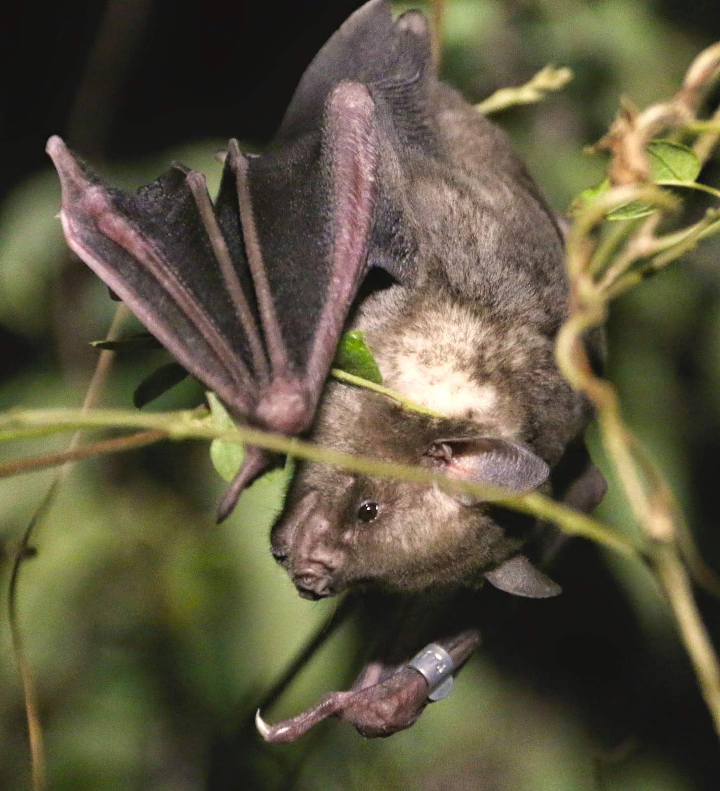 Connecting with Nature: Fishing Bats, Singing Frogs, Ravenous Toads and ...