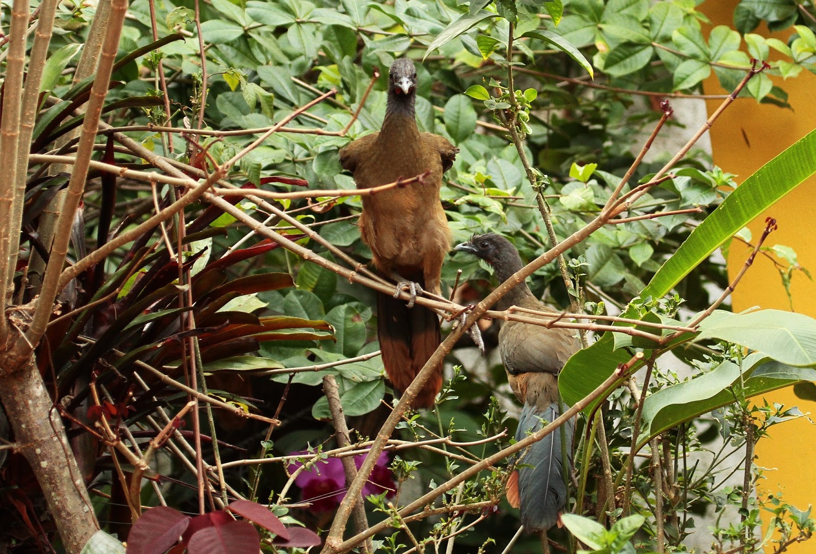 Nuestro bello mundo...: Rufous-vented Chachalaca, Ortalis ruficauda ...