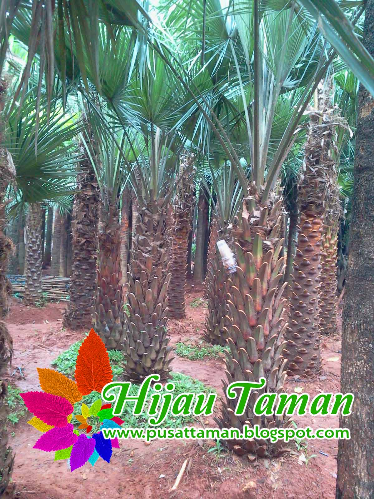 5 POHON PALEM MEWAH | JUAL POHON PALEM | PALEM COPERNIS/ COPERNICIA ...