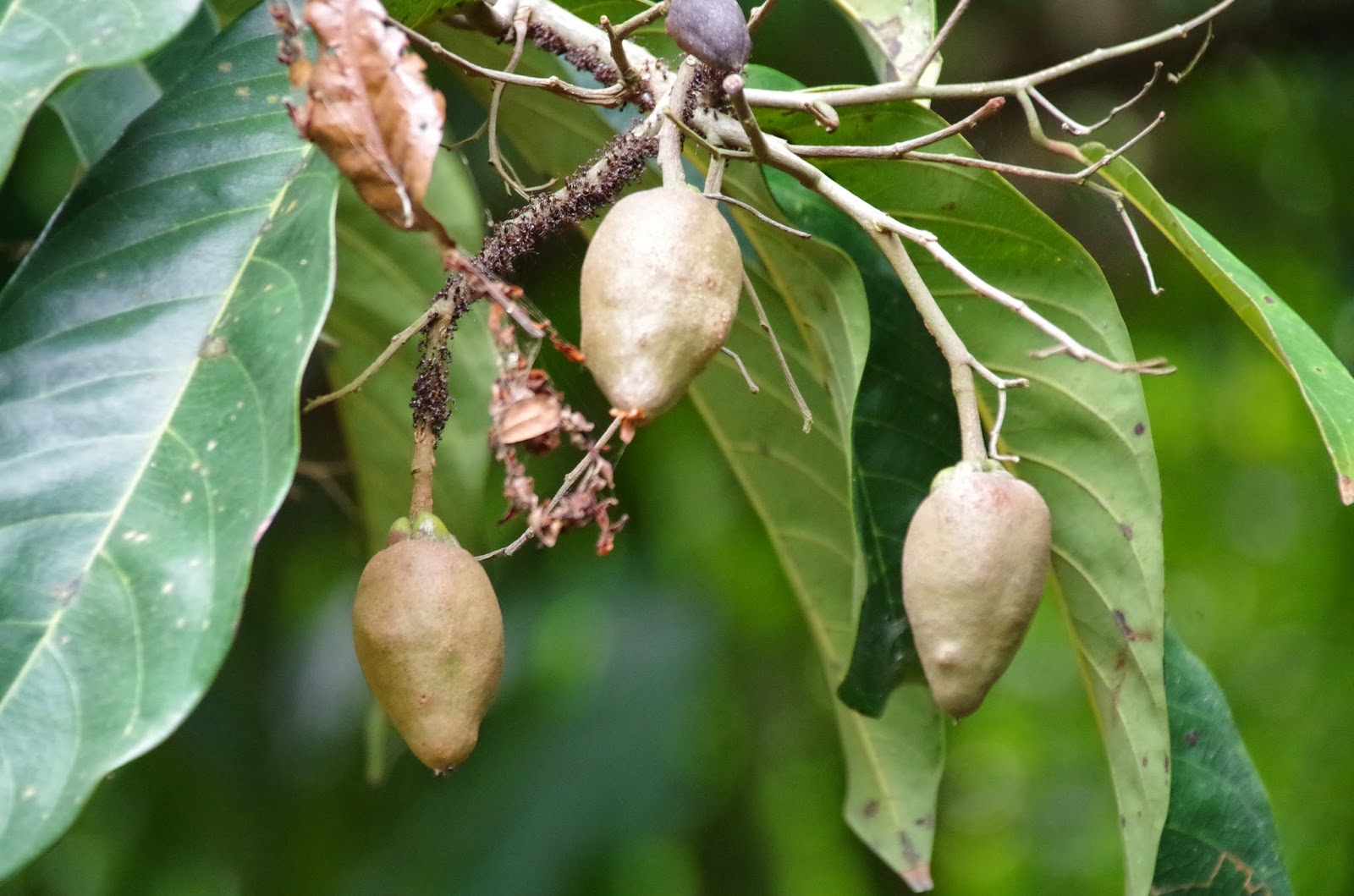 Trees and Plants: Resak Irian (Vatica Rassak)