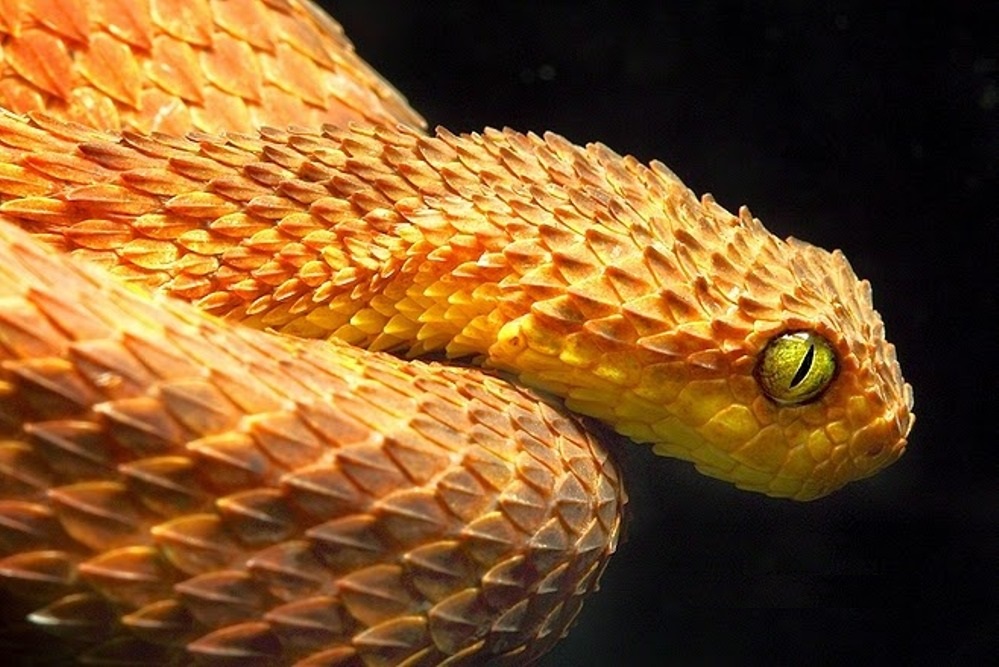 ΦΙΔΙ BUSH VIPER photos - wallpapers (ανανεωμένο) | the fun bank