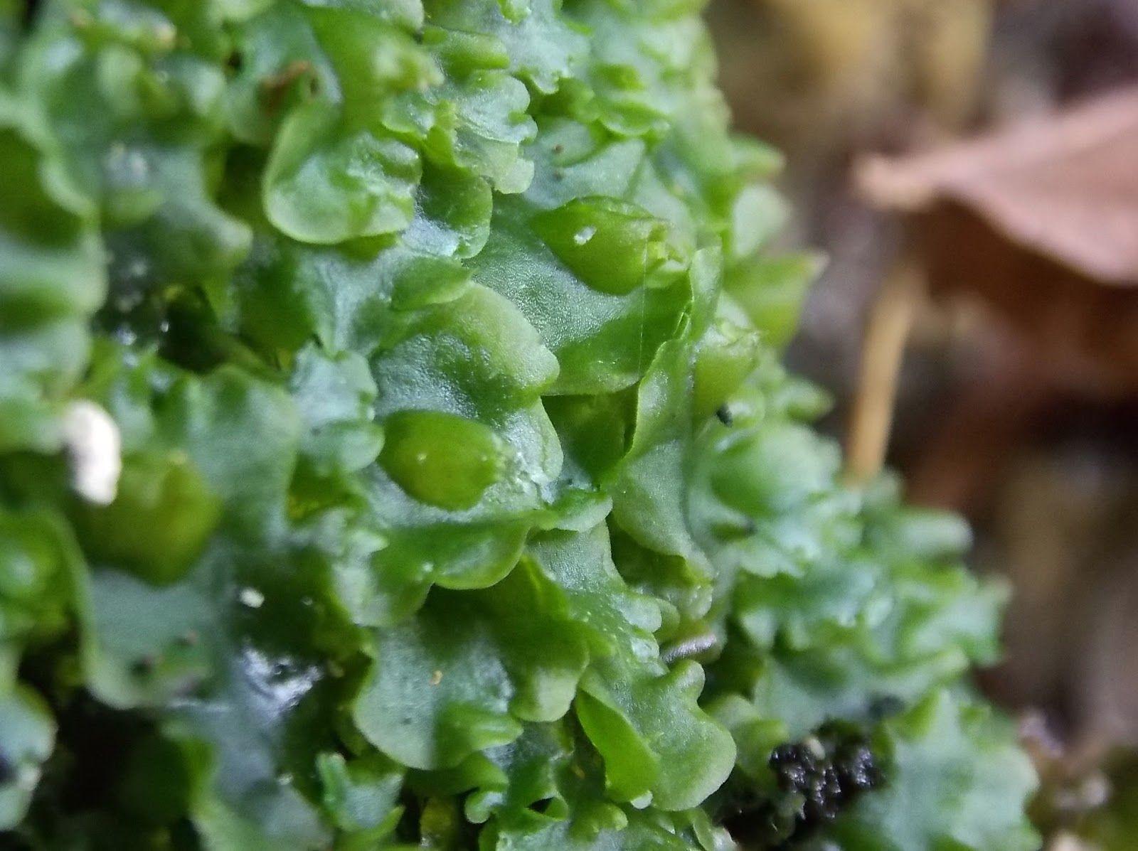 Pellia endiviifolia (Dicks.) Dumort.