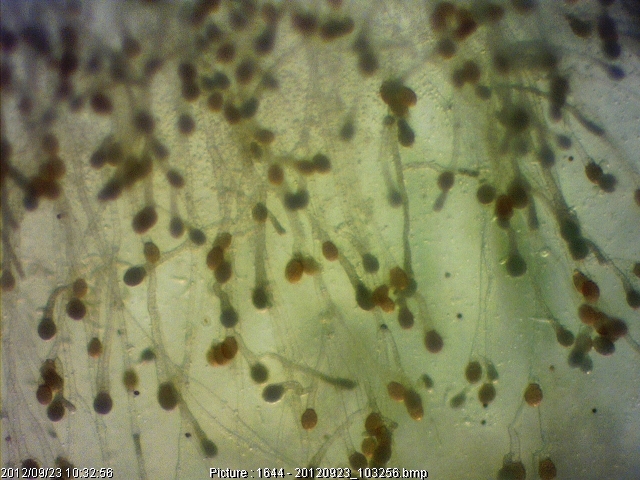 Sheila McBride's 631: September 2012