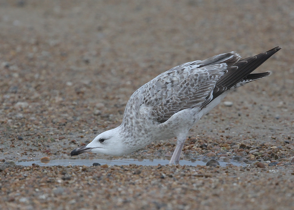 Richard Smith - Birdwatching Days Out: CASPIAN GULL, 1st winter x 3 ...
