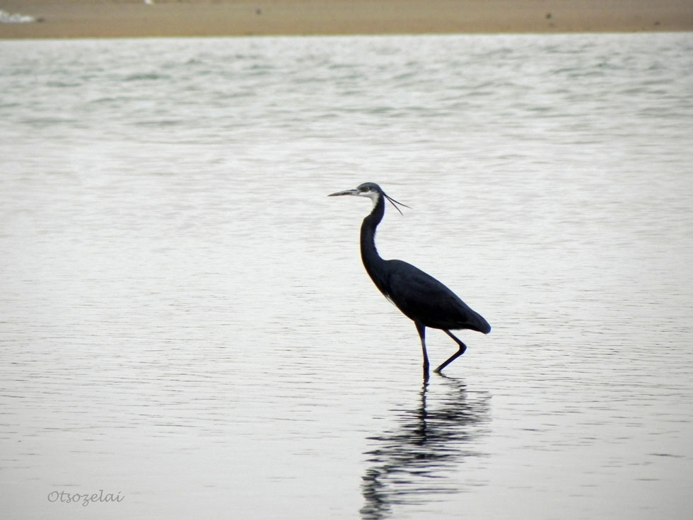 Nómadas de la imagen: Garza negra.