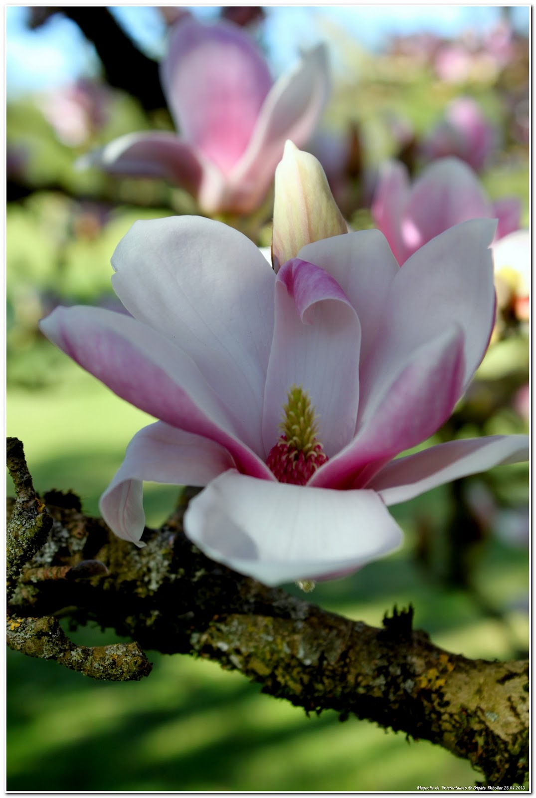 De Moi à Vous: La floraison du magnolia de Troisfontaines