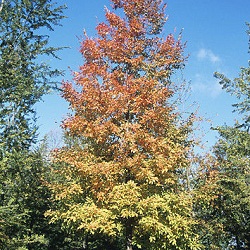 Paisajista Laila Huber: ÁRBOLES NATIVOS: Nothofagus nervosa o ...