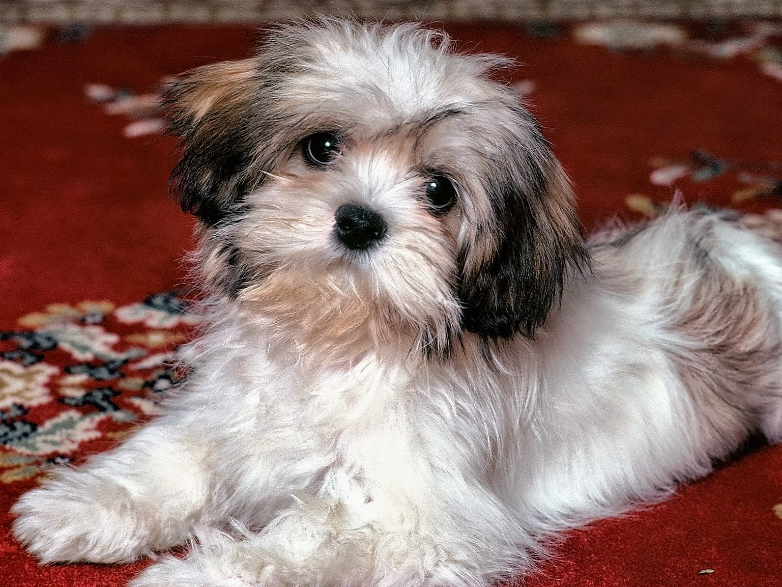 Fieggentrio: Een klein hondje schreeuwt als een mens (filmpje)