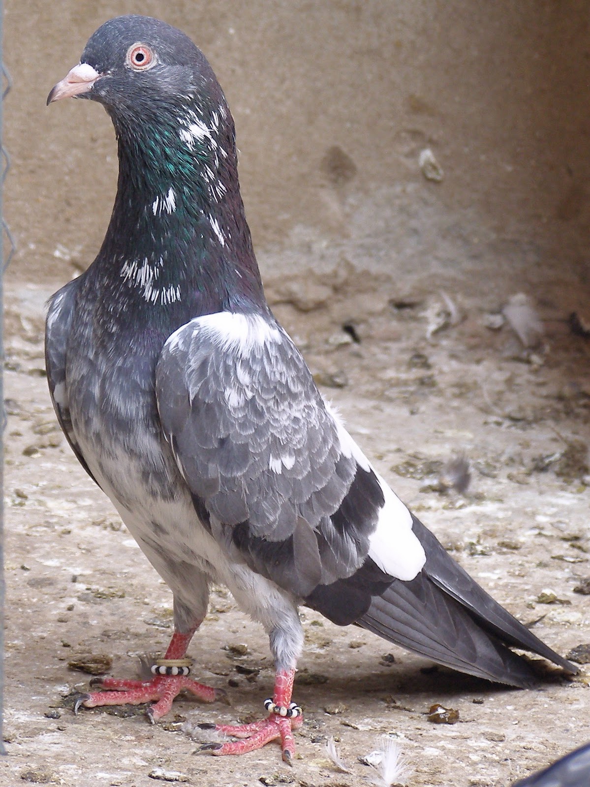 Pakistani Tipplers (Kabootar Baaz) | UK & USA Pigeons | Fancy Pigeons ...