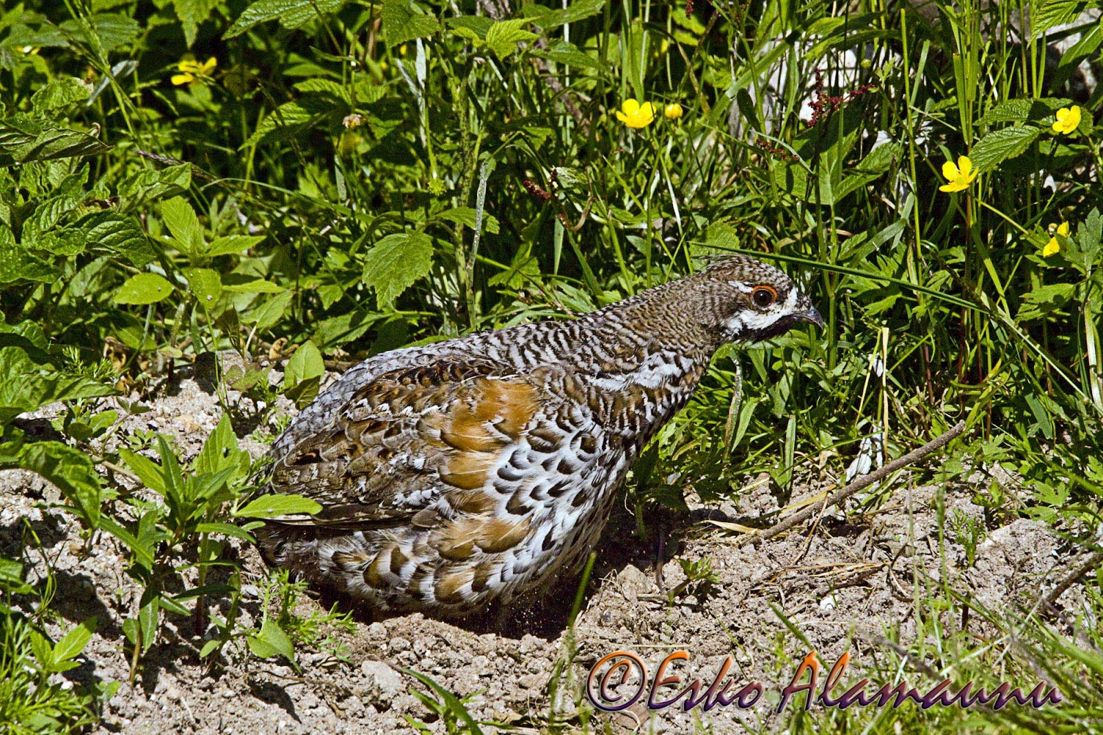 Eko-Kuvia: *PYY - PARI...*