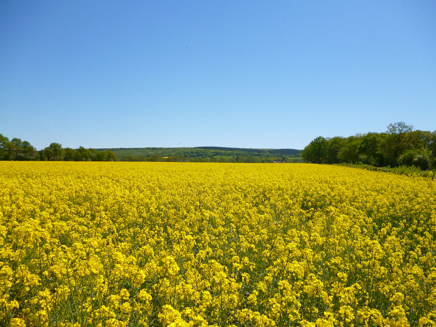 Un monde en noir et blanc: Champ de colza à la campagne