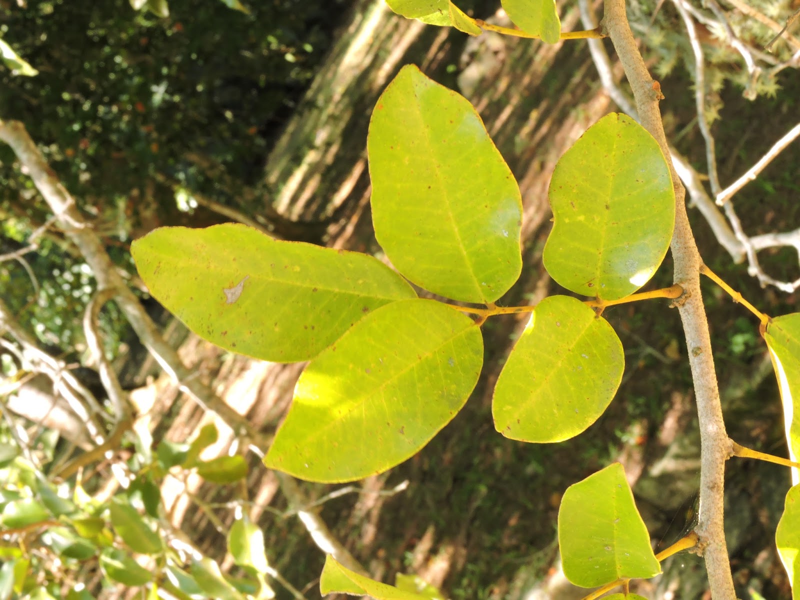 Fabaceae - Leguminosae no Brasil: Fabaceae - Dialium guineense Willd.
