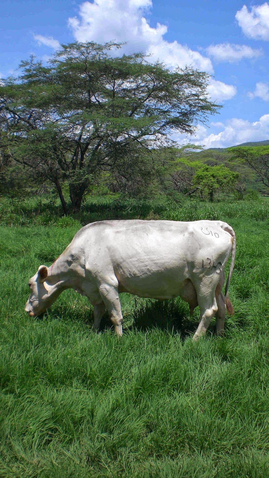 Lenen Hernandez: La Raza Carora, Caracteristicas y ventajas
