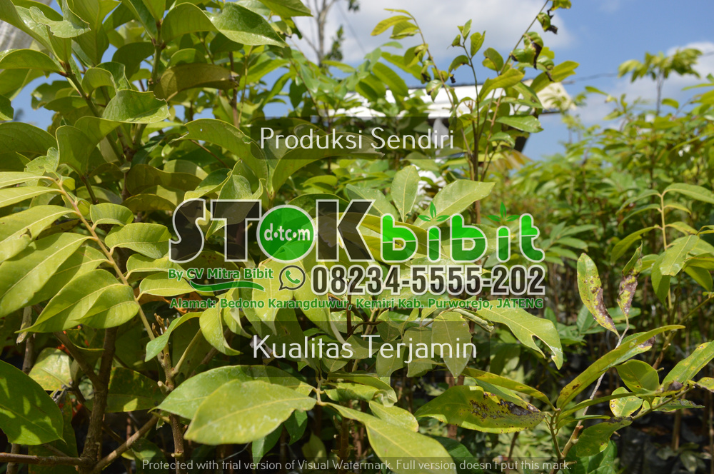 Kemuning pohon kemuning jepang - jual benih tanaman obat