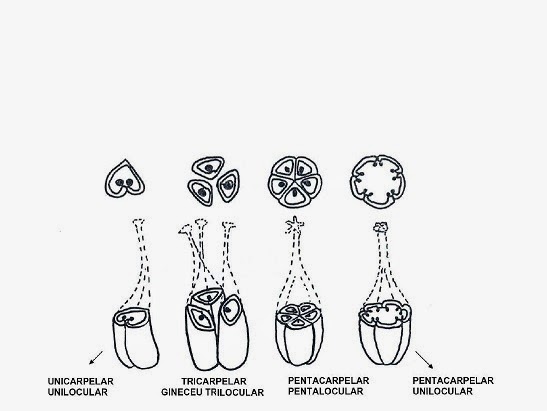 MORFOLOGIA DE FLOR: MORFOLOGIA DE FLOR