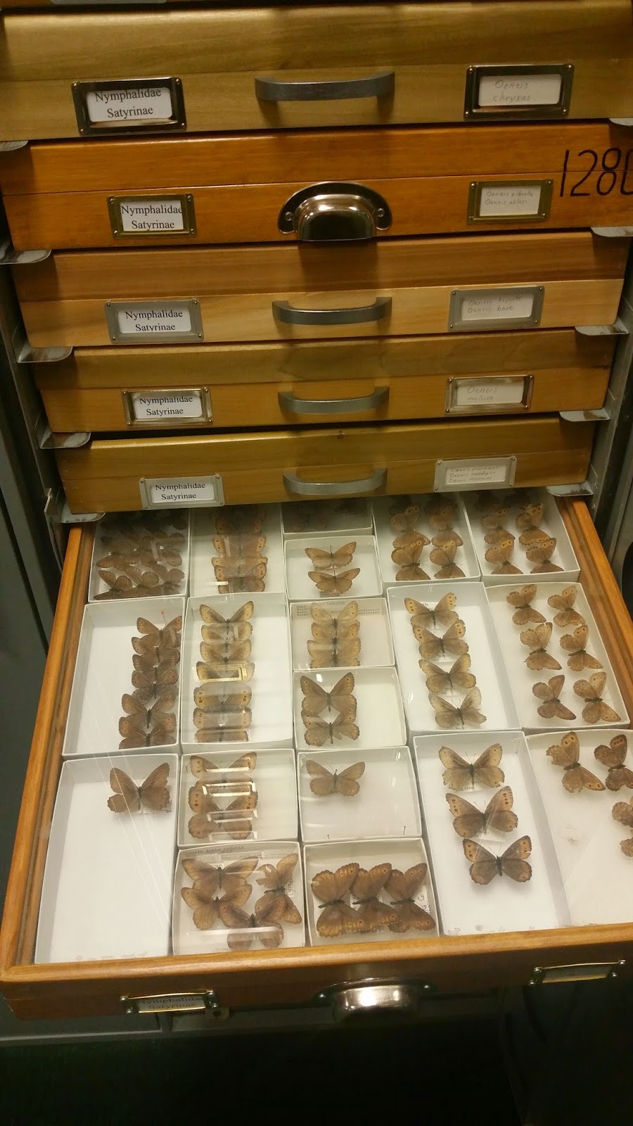 Bean Blog: Behind the Scenes - The Insect Collection