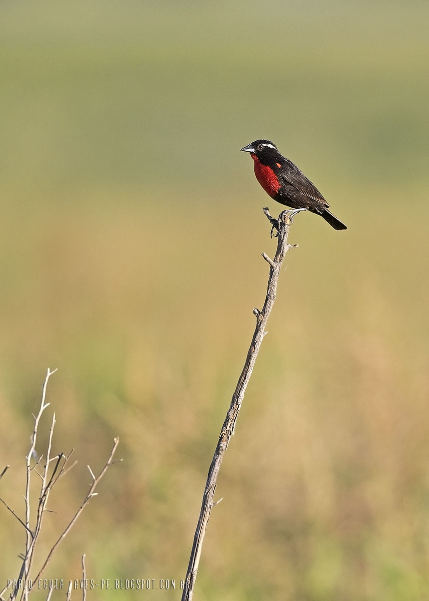 mis fotos de aves: Leistes superciliaris Pecho Colorado White-browed ...