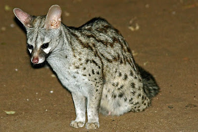 Genetta Genetta | Animal Interesting Facts & New Pictures | All ...